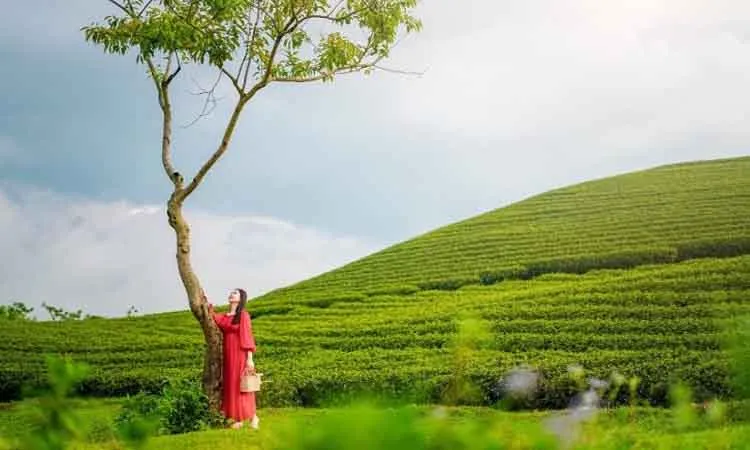 Explore The Beauty Of Moc Chau, Son La | BDATrip